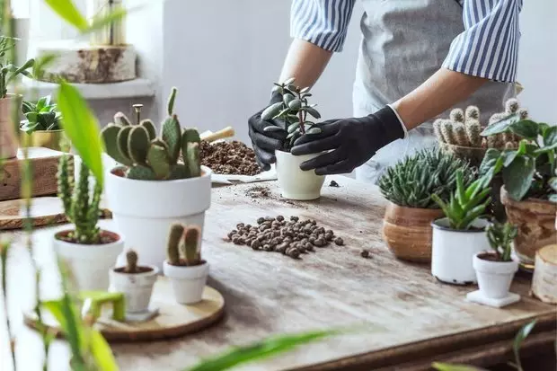 あなたの家を飾る10人の不信的な屋内植物