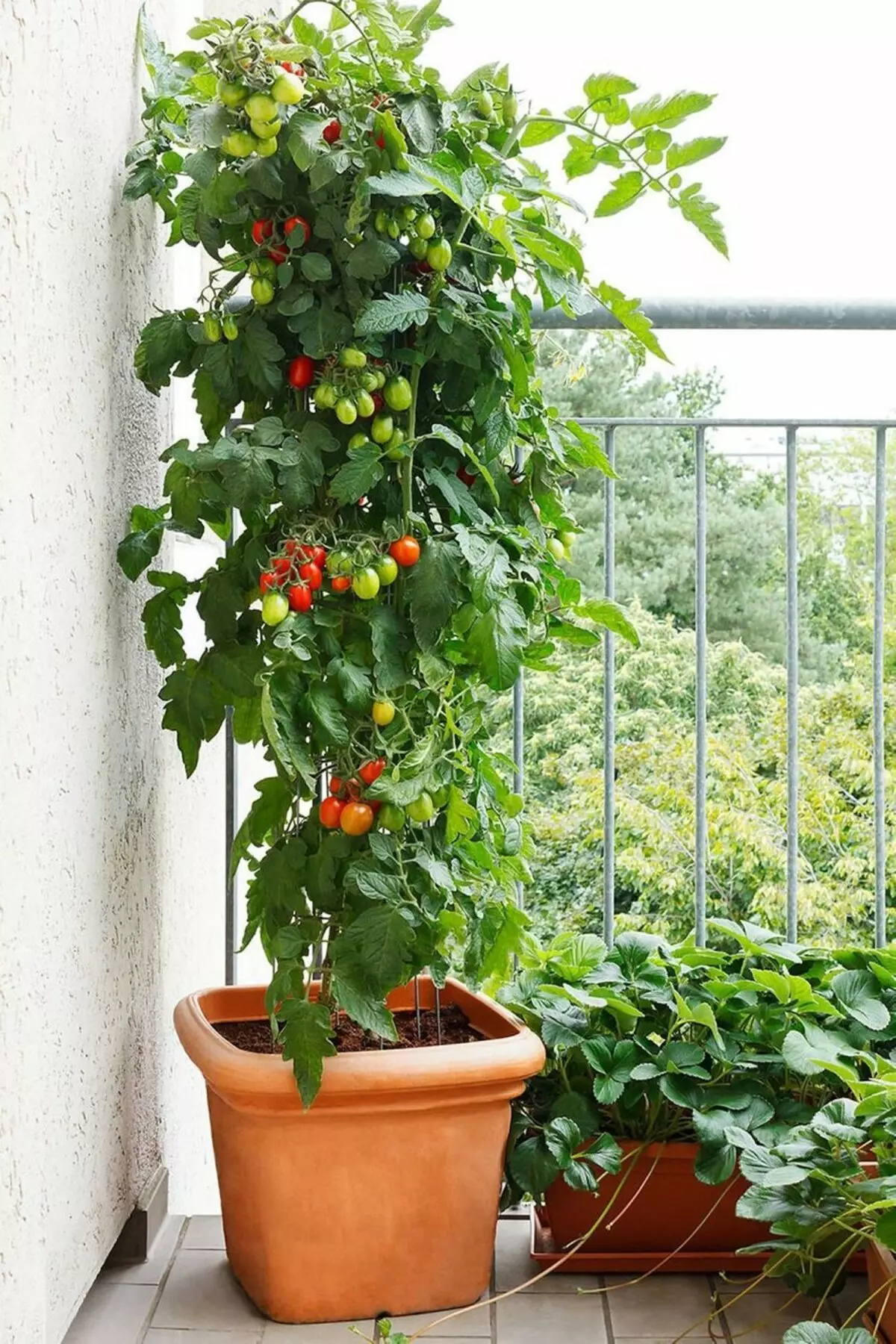 Foto: In styl, balkon, terras, wenke - foto