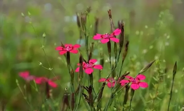 사진 : 스타일, 풍경, 꽃, 팁, 코티지 - 사진