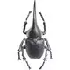 Wall palamuti Herkules Beetle Black.