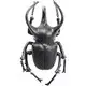 Dekorazzjoni Wall Beetle Iswed