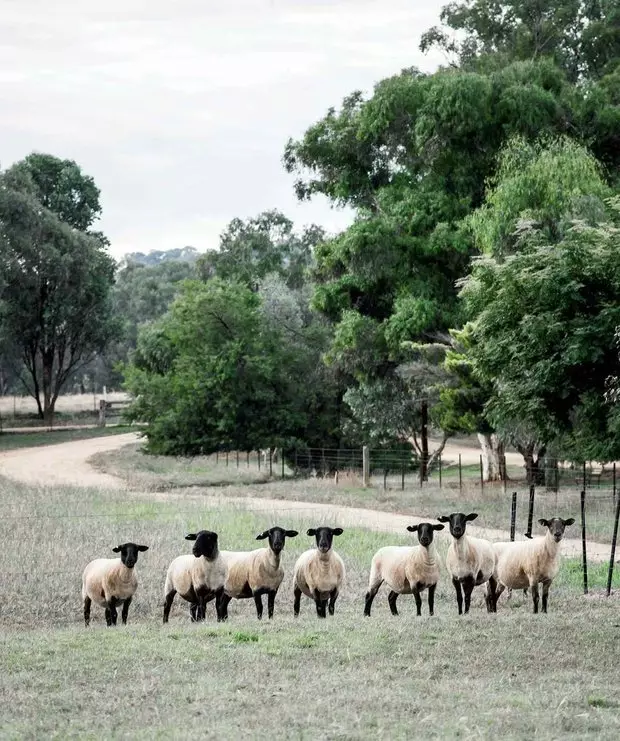 Foto: Déier a klassesche Stil, bewierft a Land, wäiss, wäisse, Waarw, Verléift, brong an Gîte