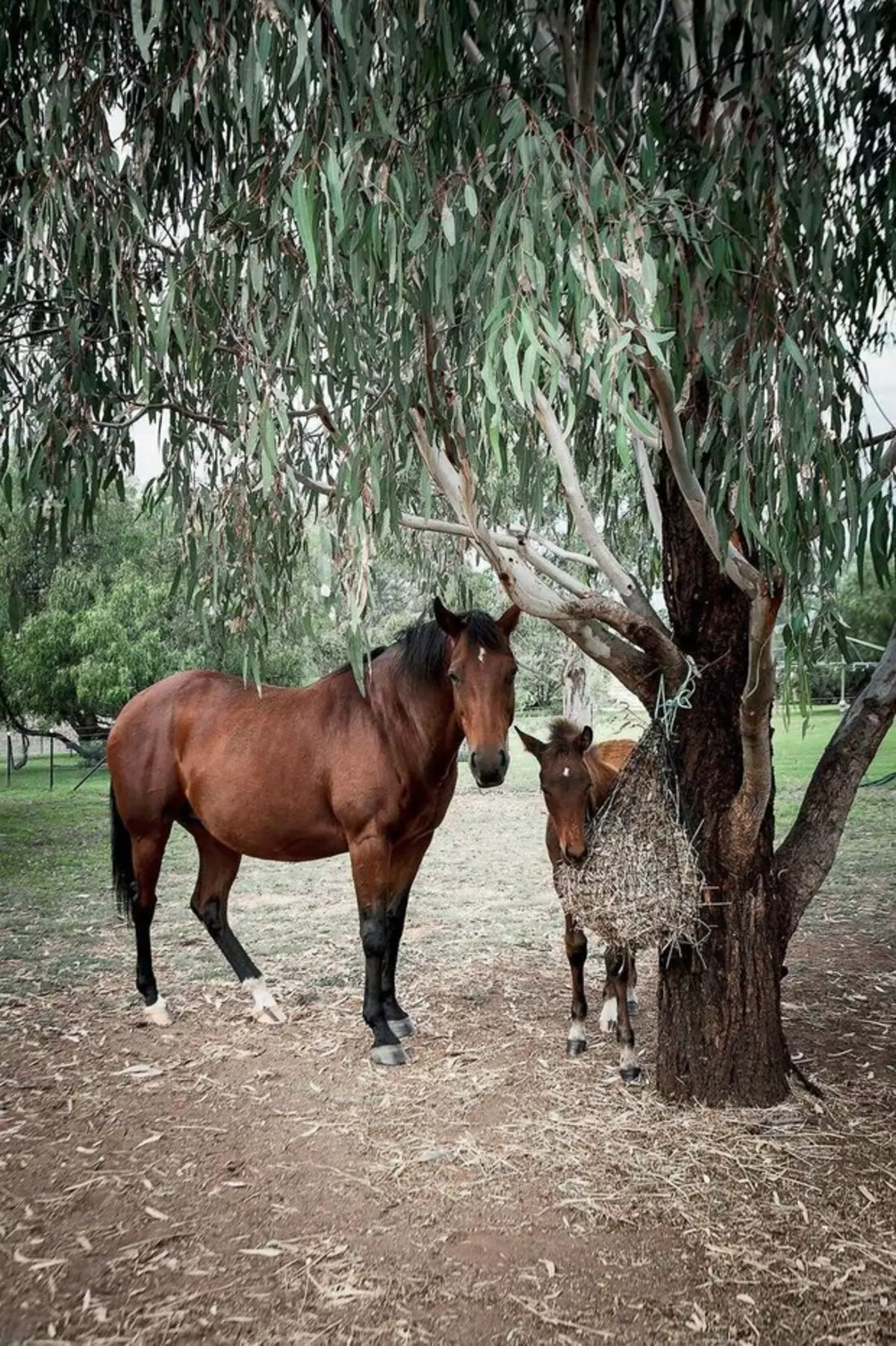 Foto: Déier a klassesche Stil, bewierft a Land, wäiss, wäisse, Waarw, Verléift, brong an Gîte