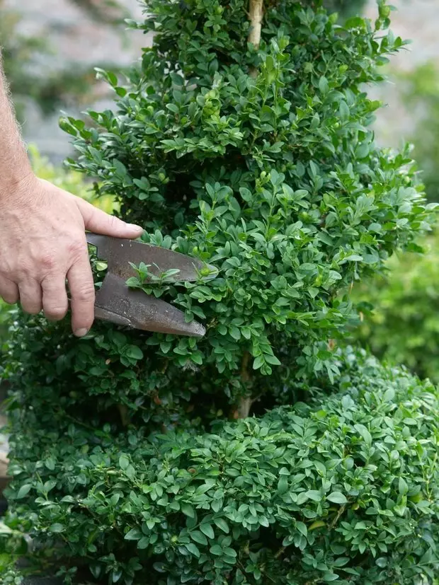 Foto: in stile, paesaggio, casa e cottage, come dotare la zona del paese, Derevo Park, idee per il giardino - Foto