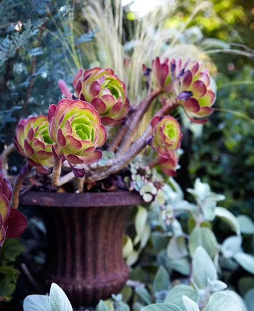 Kuva: Floristics tyyliin, maisema, elämäntapa, vinkkejä, viikko, margarita alekseeva, vihreä buro - Valokuva