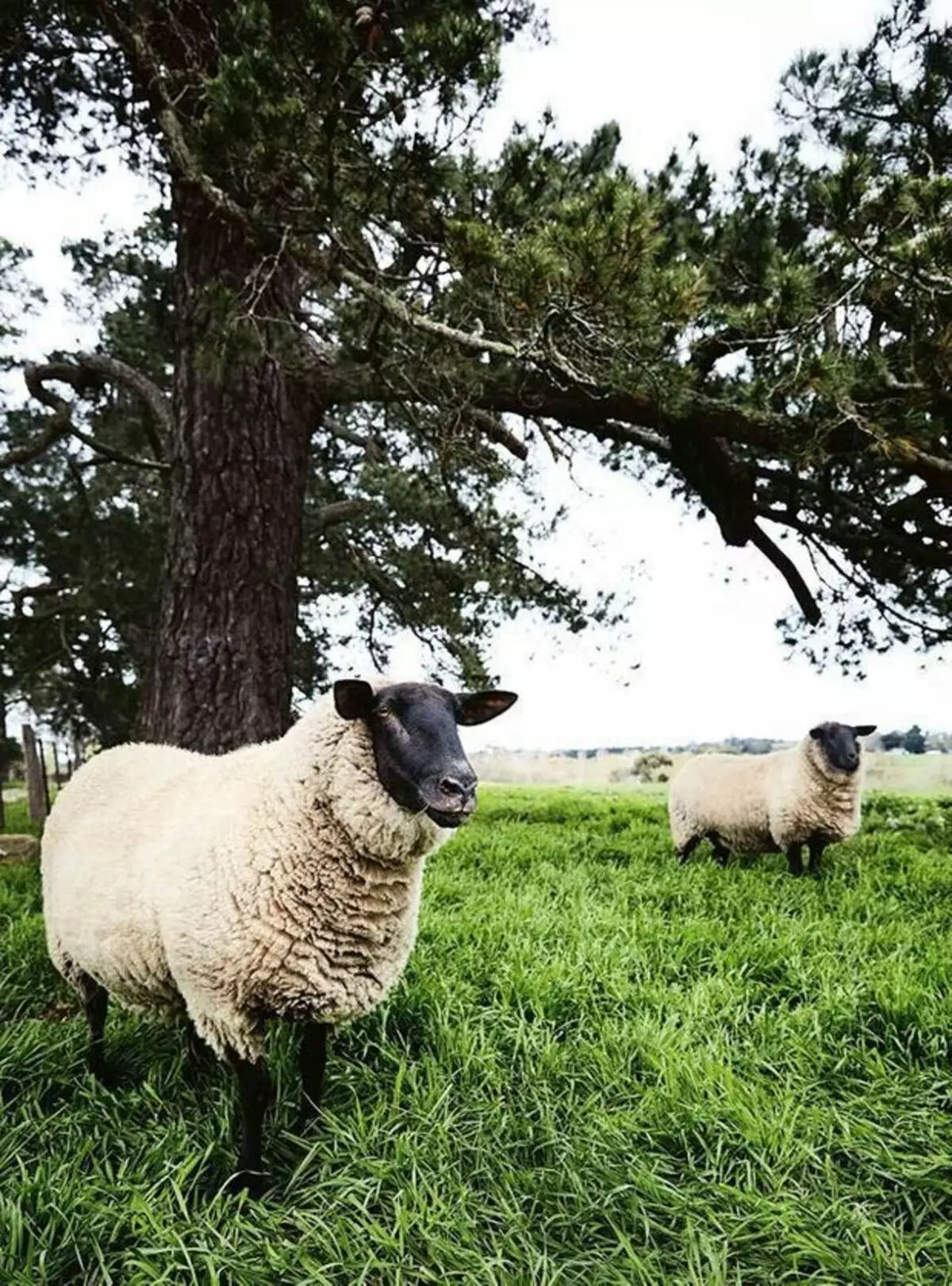 FOTO: U stilu, skandinavski, unutarnji dekor, kuća, Australija, bijela, minimalizam, sivo - fotografija