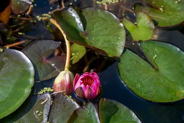 ფოტო: Floristics სტილი, ლანდშაფტი, ცხოვრების წესი, კოტეჯი, ქვეყანა პარტია - ფოტო