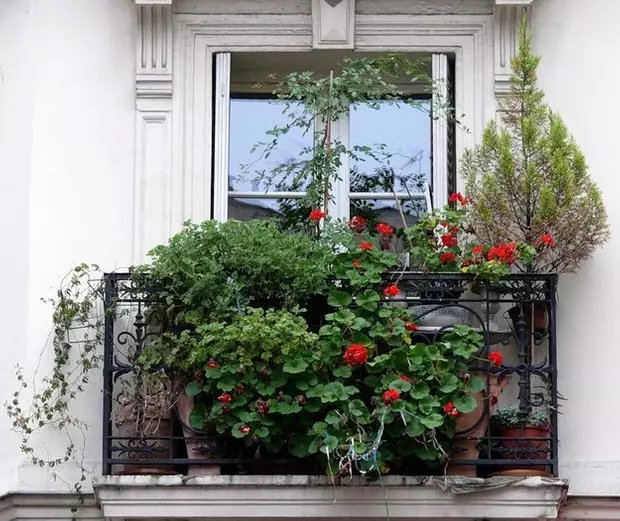 Foto: Floristiek in styl, balkon, binnenshuise dekor, wenke, balkonontwerp idees, hoe om die balkon, balkon beligting, balkon dekor, nuttige klein te kyk vir die balkon - foto