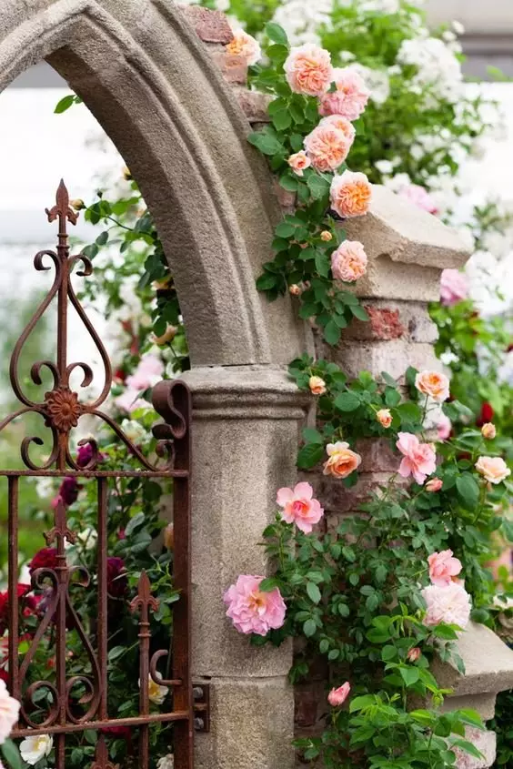 Fotografija: Provence i Country Style Kabinet, krajolik, floristika, dekor, savjeti, vodič - fotografija