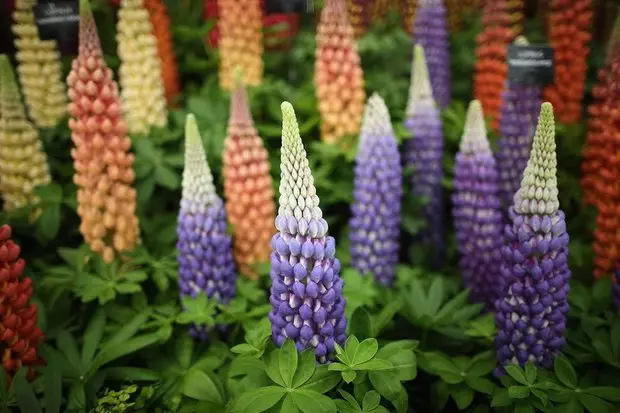 Foto: Florístiques d'estil, indústria, esdeveniments, Londres - Foto