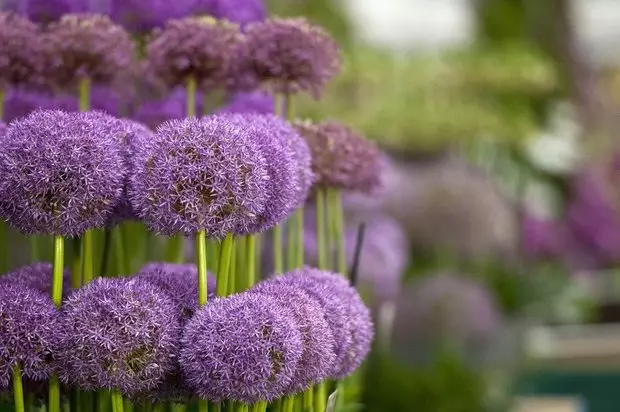 Foto: Florístiques d'estil, indústria, esdeveniments, Londres - Foto